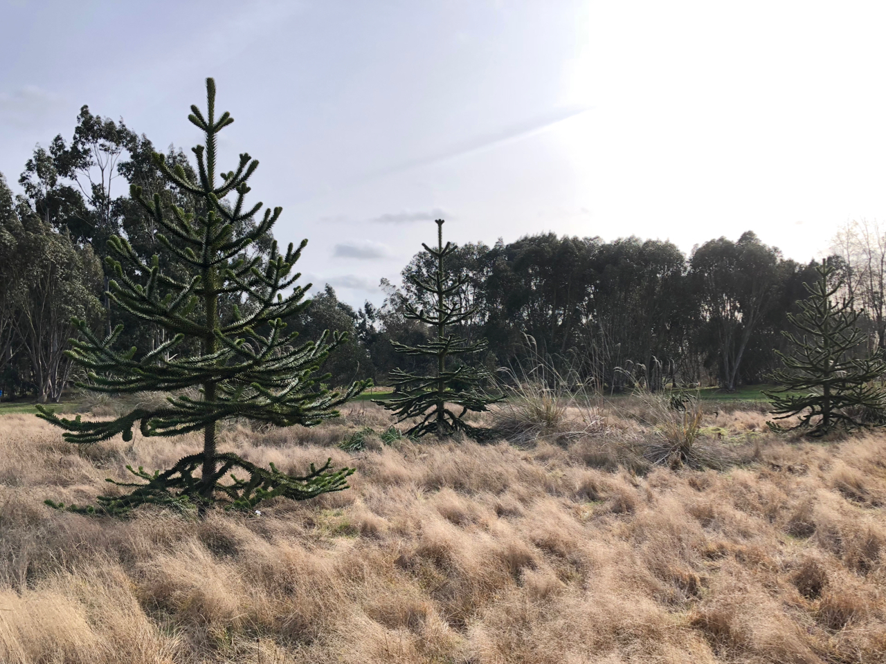 Marks Hall: bright barks and ancient trees – GILG GARDEN DESIGN